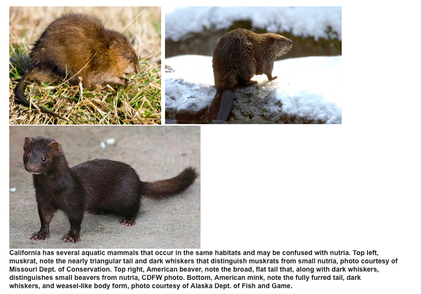 Watch out for Nutria! | Save the California Delta Alliance (STCDA)
