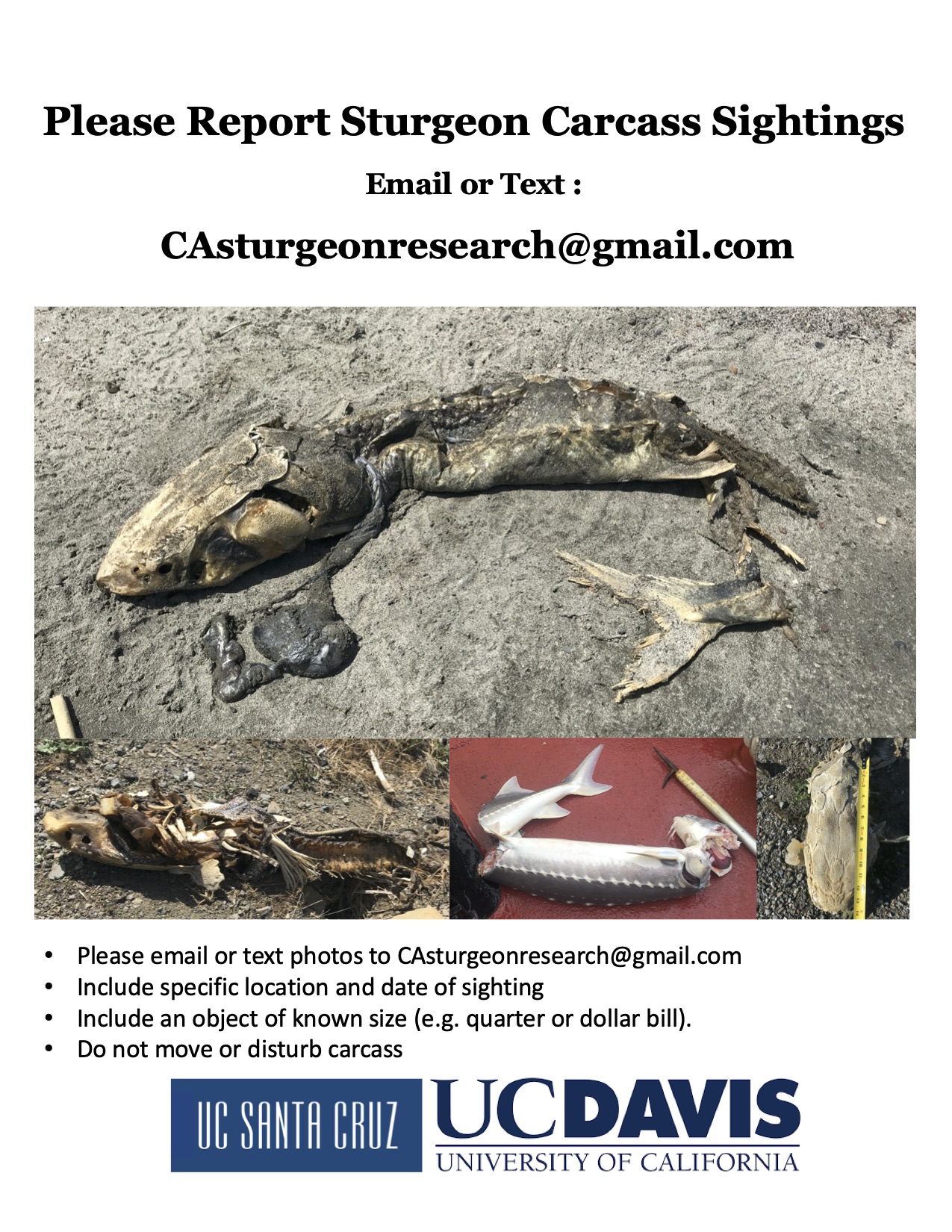 NOAA Requesting Help with Sturgeon Death Tracking | Save the California ...